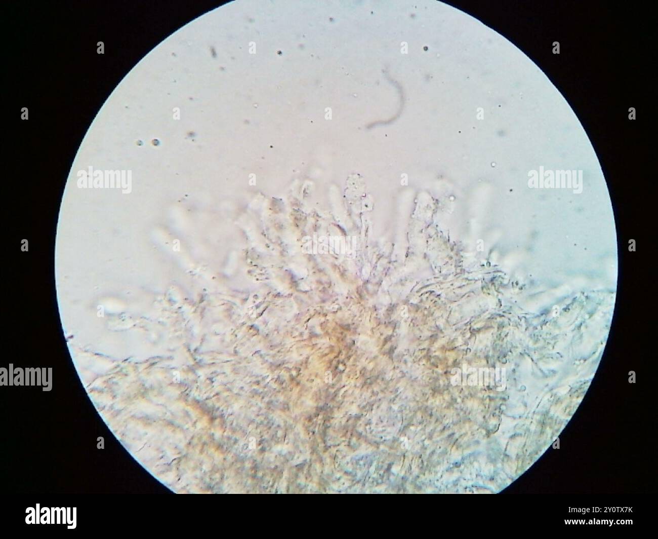 Cylindrobasidium hi-res stock photography and images - Alamy