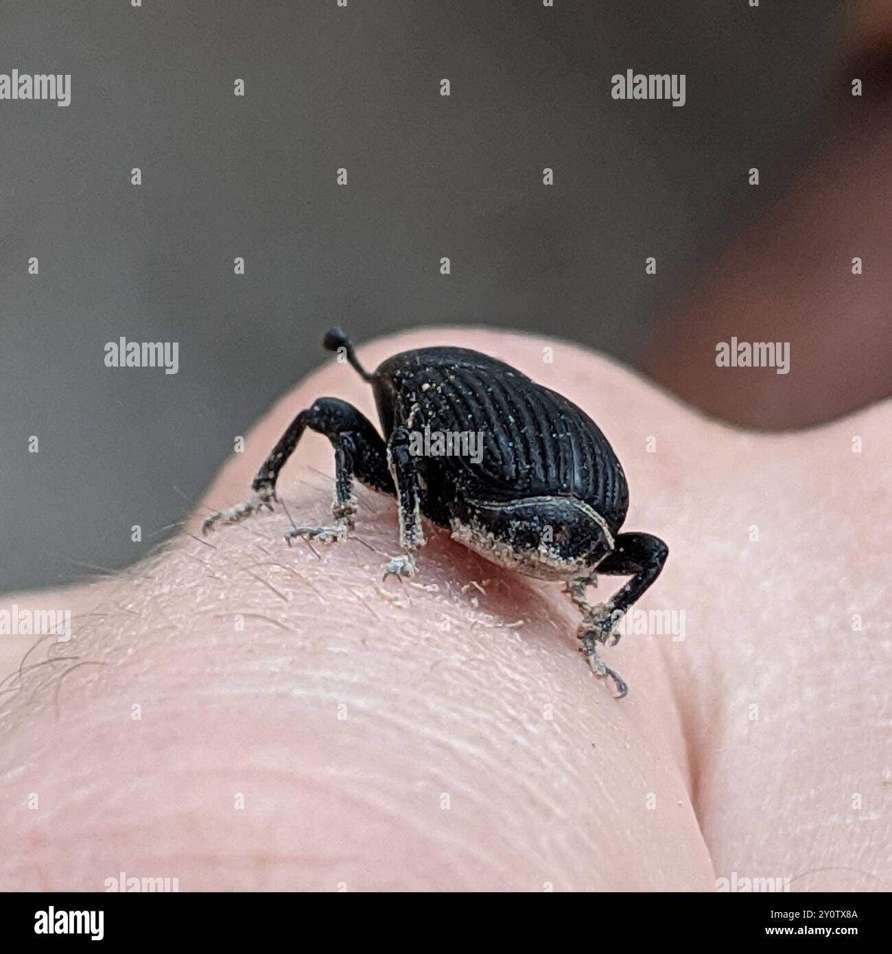 Sisal Weevil (Scyphophorus acupunctatus) Insecta Stock Photo - Alamy