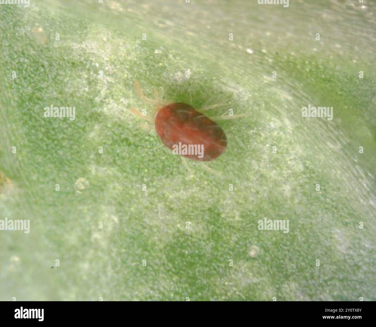 Twospotted Spider Mite (Tetranychus urticae) Arachnida Stock Photo - Alamy
