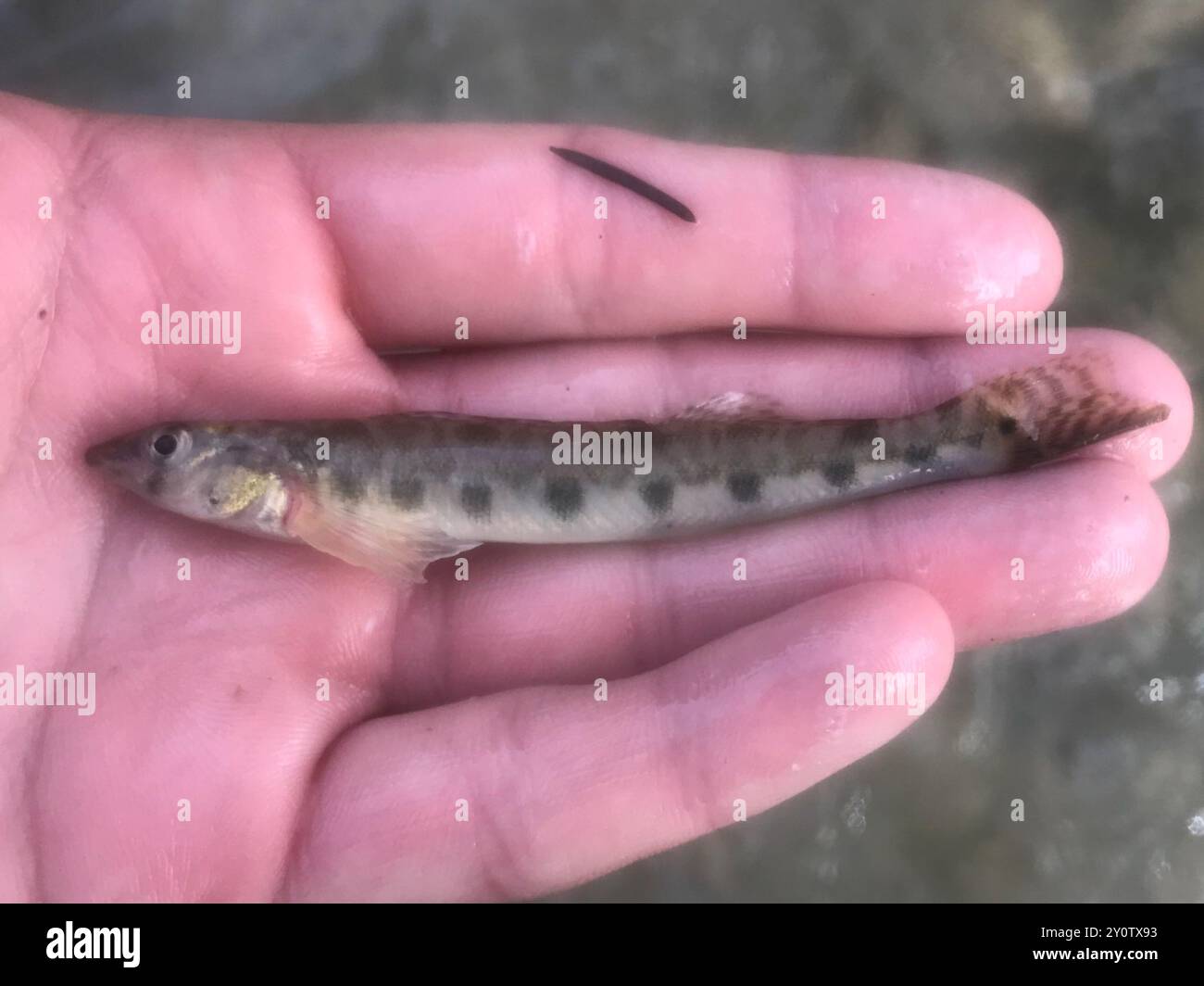 Texas Logperch (Percina carbonaria) Actinopterygii Stock Photo - Alamy