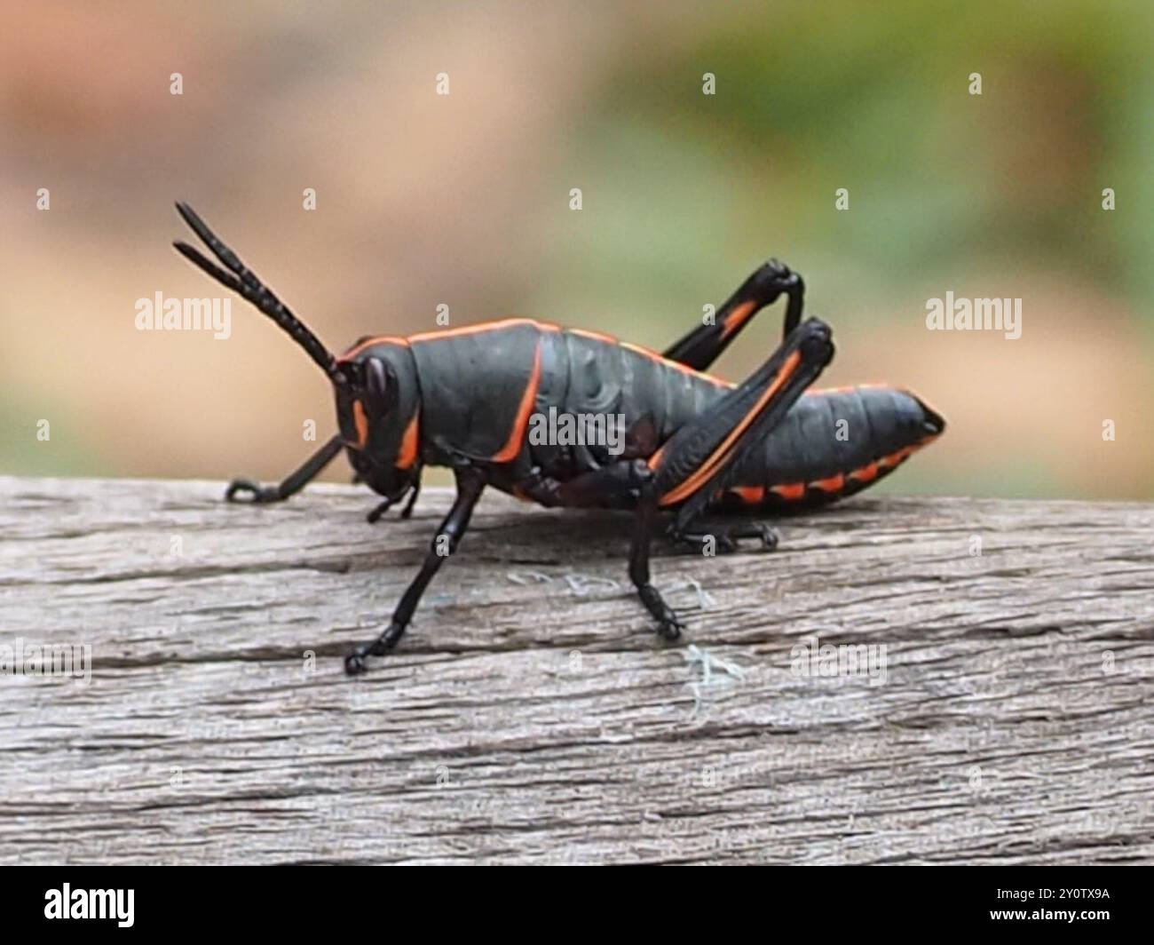 Eastern Lubber Grasshopper (Romalea microptera) Insecta Stock Photo - Alamy