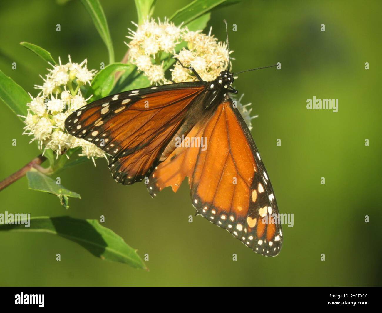 Southern Monarch (Danaus erippus) Insecta Stock Photo - Alamy