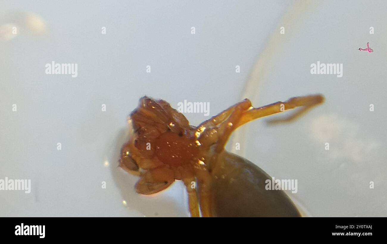 Bright Lungless Spiders (Caponiidae) Arachnida Stock Photo - Alamy