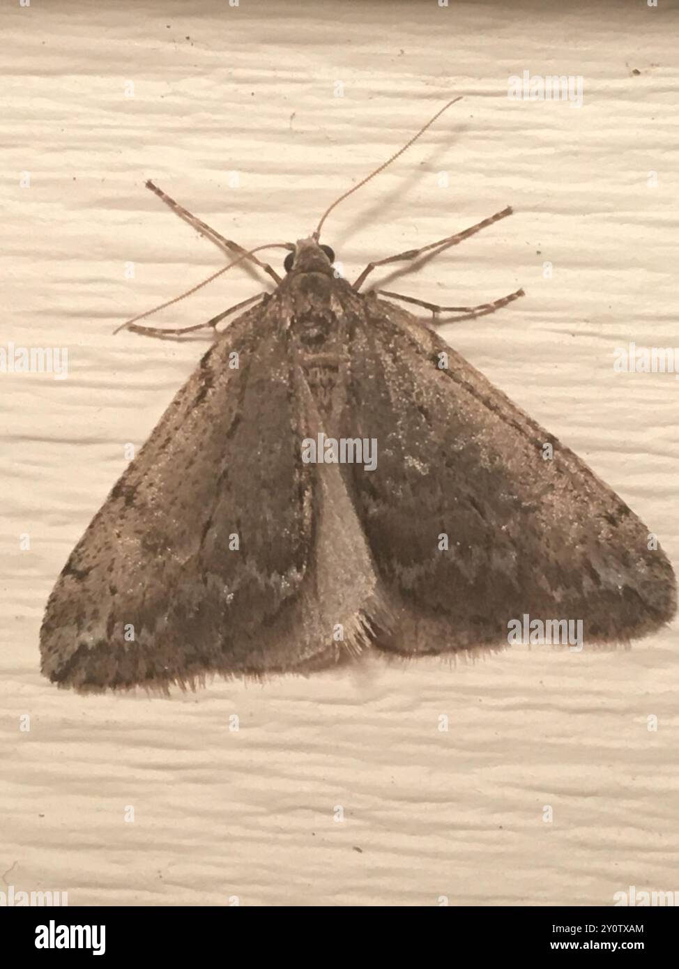 Fall Cankerworm Moth (Alsophila pometaria) Insecta Stock Photo - Alamy