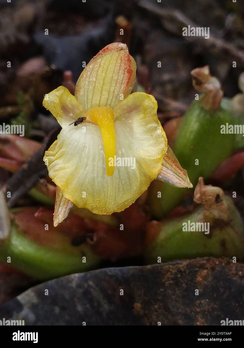 (Zingiber roseum) Plantae Stock Photo - Alamy