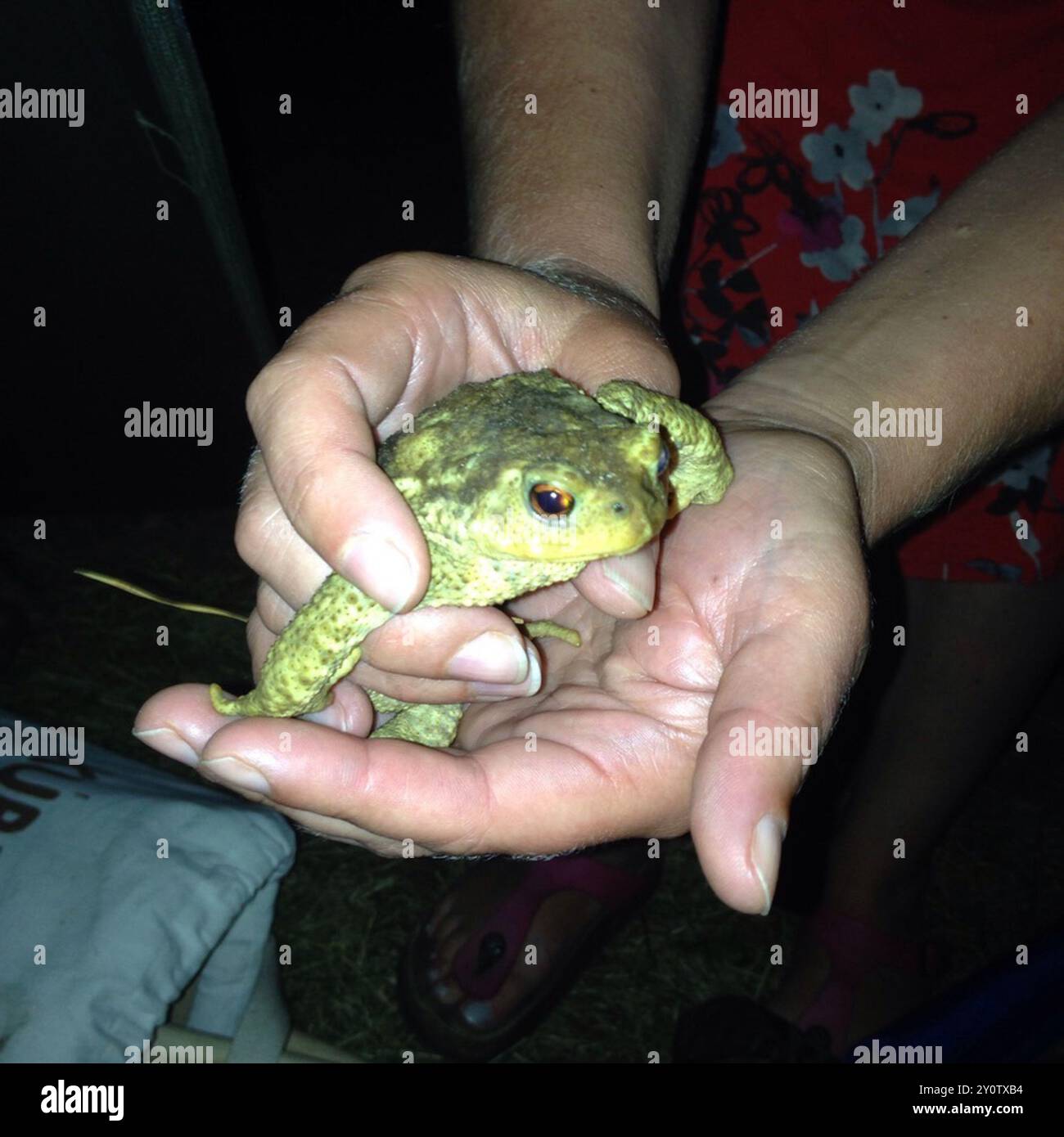 Spiny Toad (Bufo spinosus) Amphibia Stock Photo - Alamy