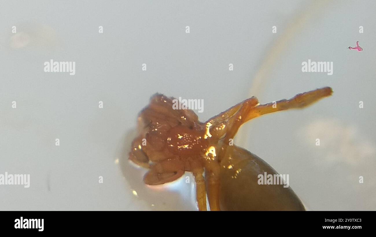 Bright Lungless Spiders (Caponiidae) Arachnida Stock Photo - Alamy