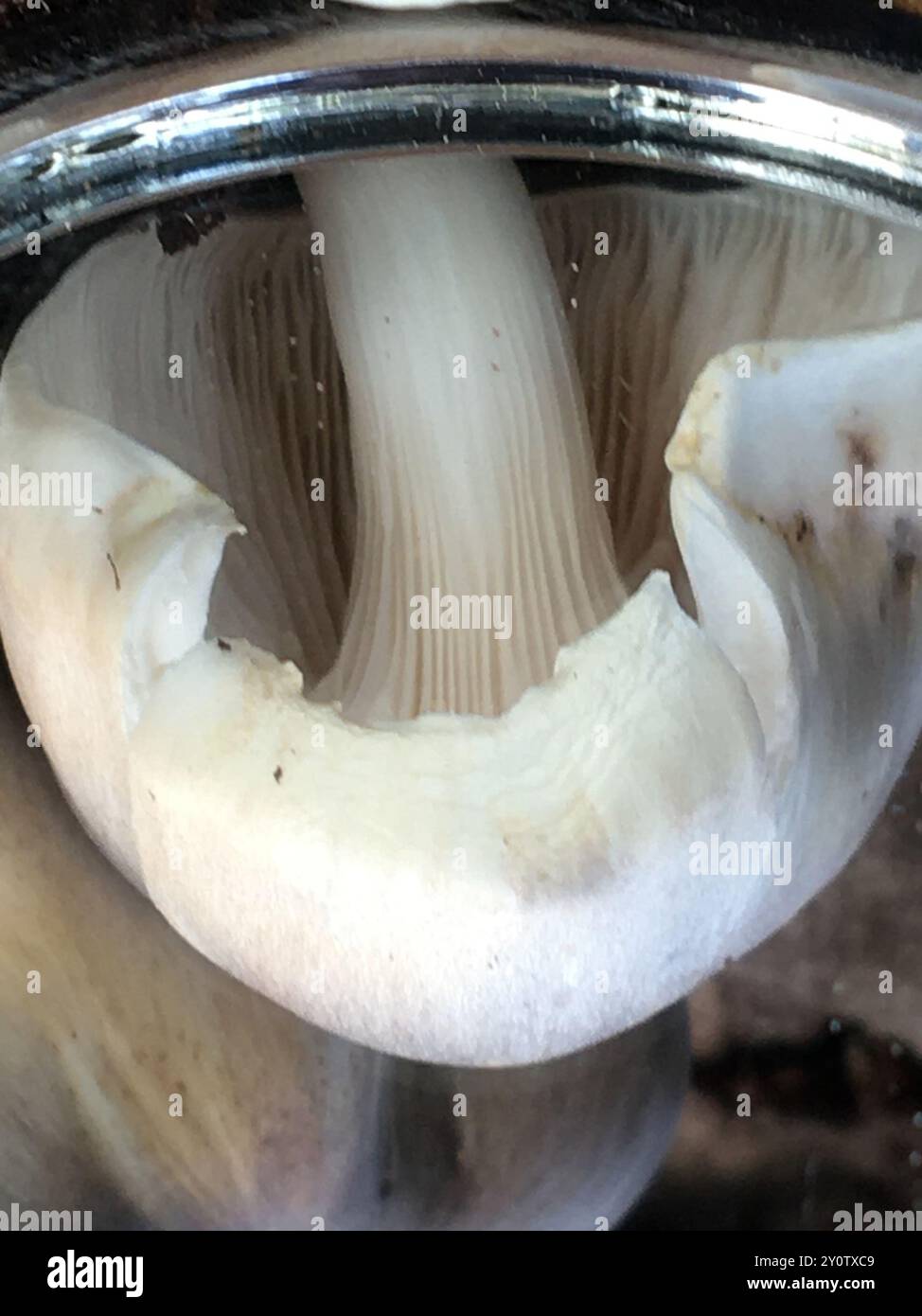 ghost fungus (Omphalotus nidiformis) Fungi Stock Photo - Alamy