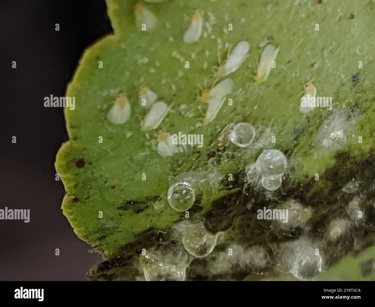 Whiteflies (Aleyrodidae) Insecta Stock Photo - Alamy