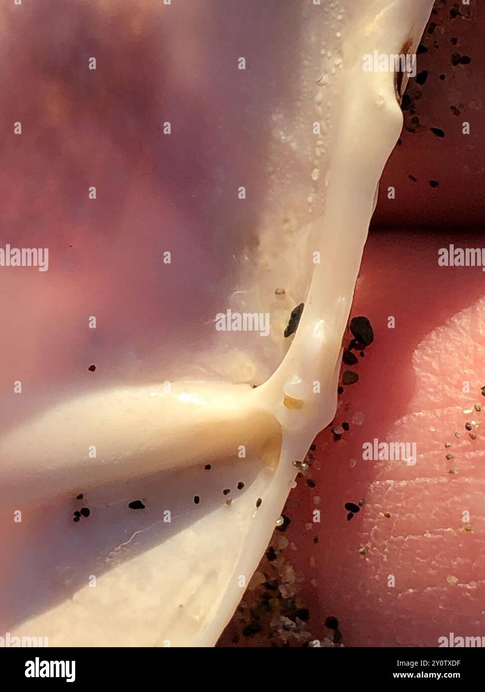 Pacific Razor Clam (Siliqua patula) Mollusca Stock Photo - Alamy