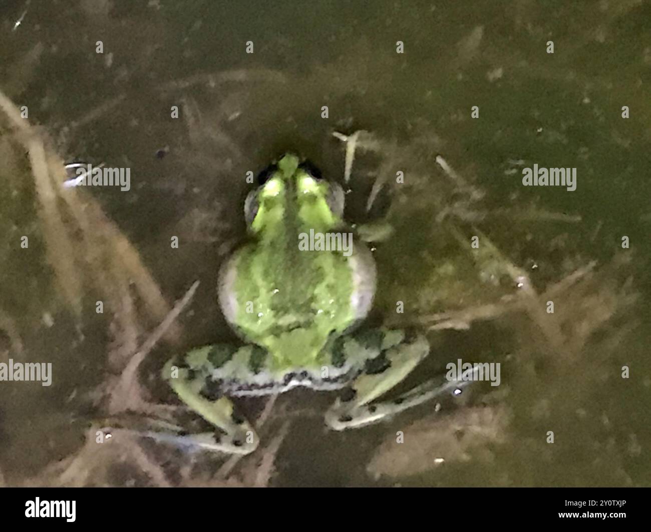 Lesser Swimming Frog (Pseudis minuta) Amphibia Stock Photo - Alamy