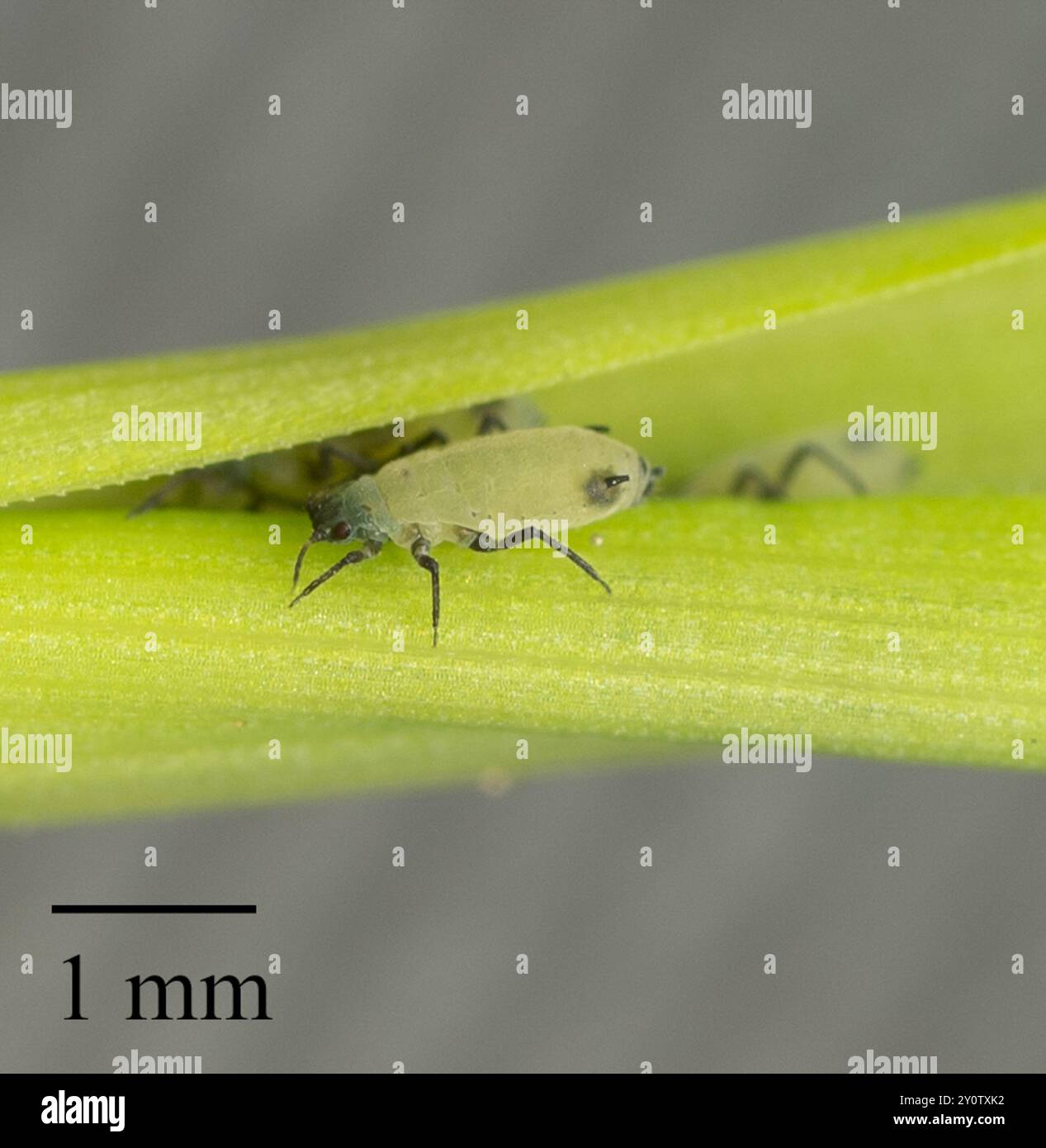 Corn Leaf Aphid (Rhopalosiphum maidis) Insecta Stock Photo - Alamy