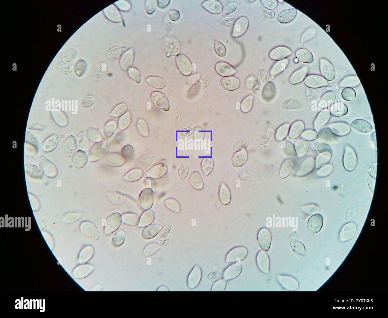 Cylindrobasidium hi-res stock photography and images - Alamy