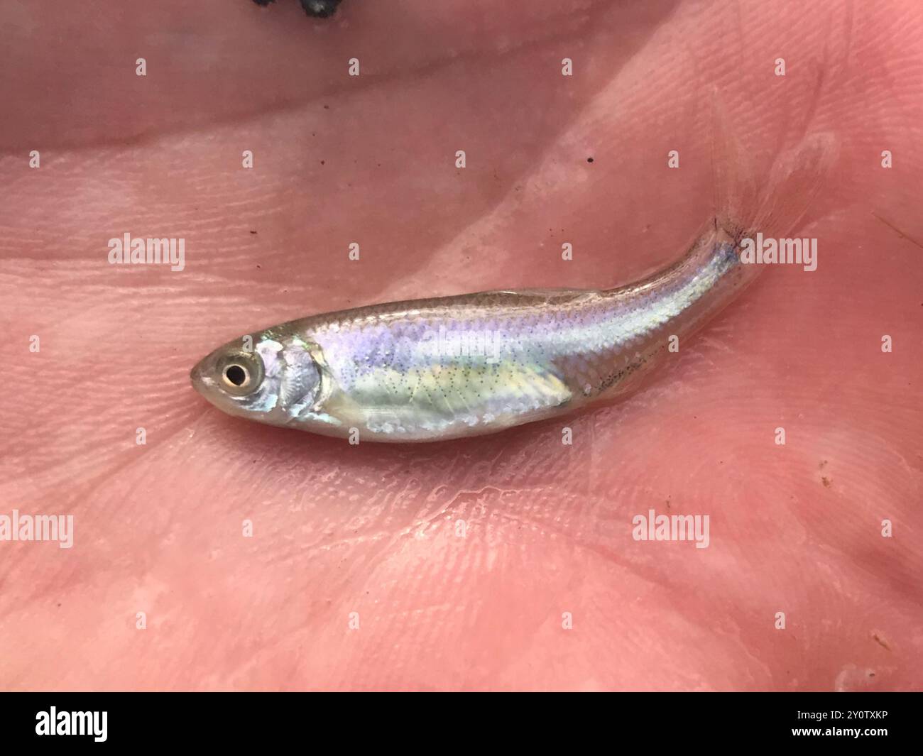 Red Shiner (Cyprinella lutrensis) Actinopterygii Stock Photo - Alamy