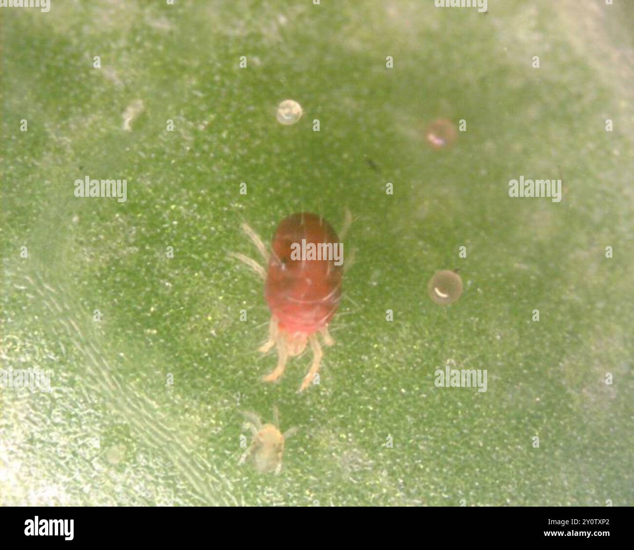 Twospotted Spider Mite (Tetranychus urticae) Arachnida Stock Photo - Alamy