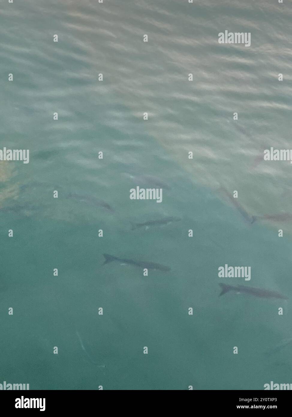 Mullets (Mugilidae) Actinopterygii Stock Photo - Alamy