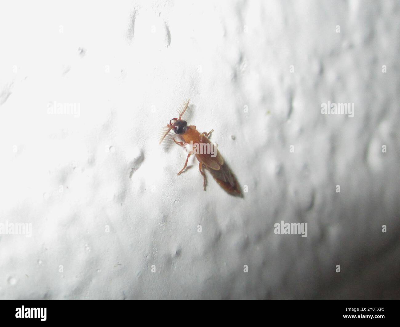Glowworm Beetles (Phengodidae) Insecta Stock Photo - Alamy