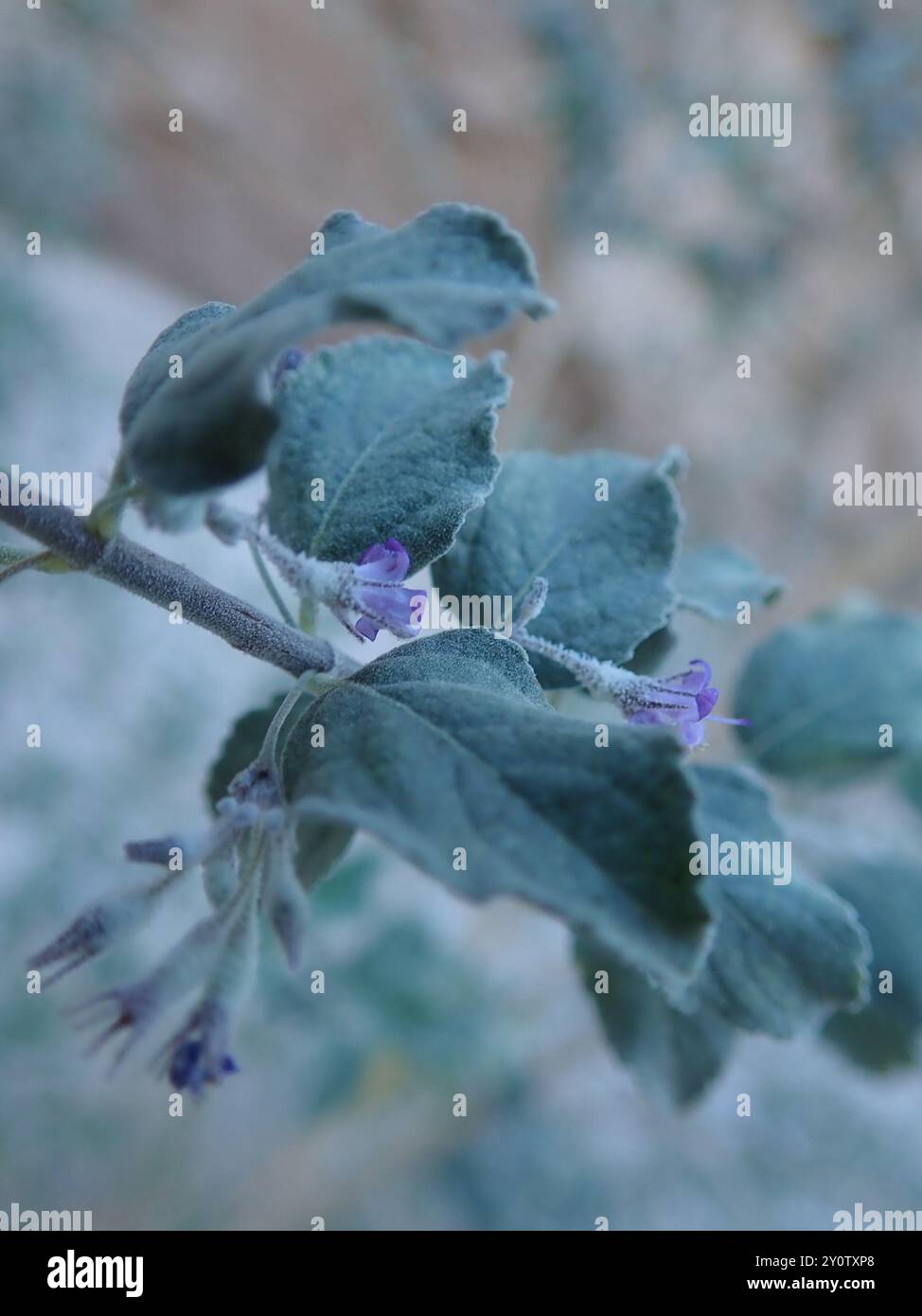 desert lavender (Condea emoryi) Plantae Stock Photo - Alamy