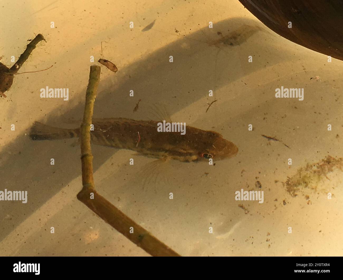 Jaguar Guapote (Parachromis managuensis) Actinopterygii Stock Photo - Alamy