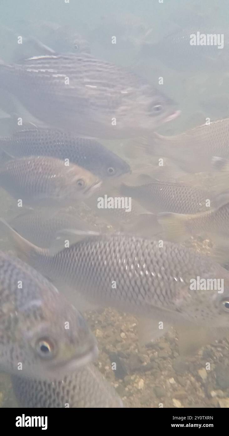 Jungle Perch (Kuhlia rupestris) Actinopterygii Stock Photo - Alamy