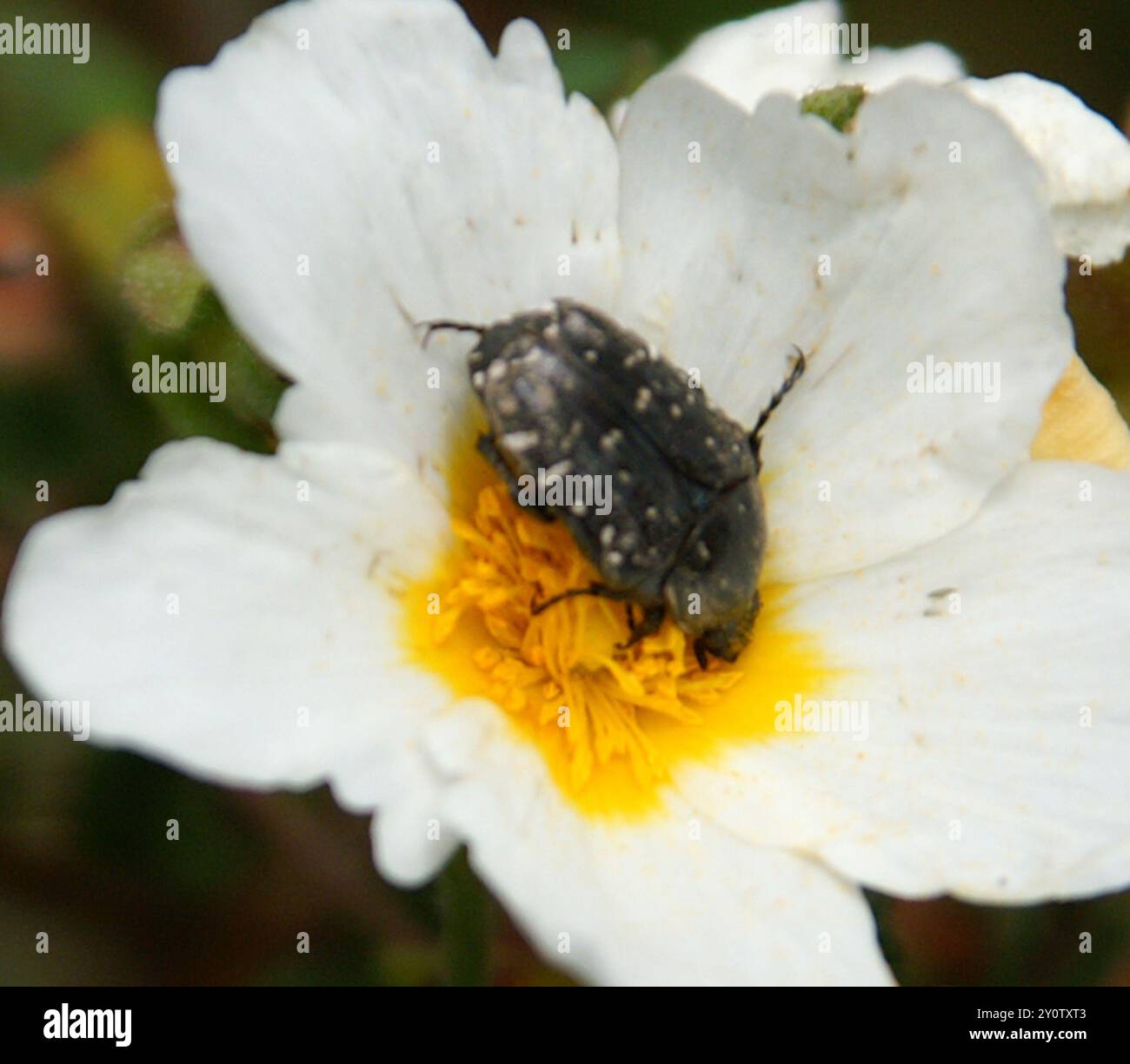 Mediterranean Spotted Chafer (Oxythyrea funesta) Insecta Stock Photo ...