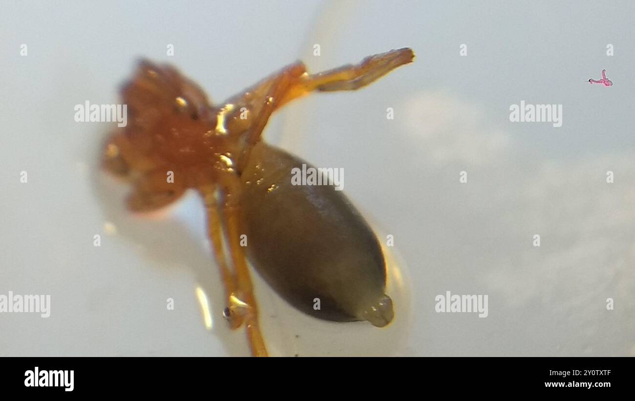 Bright Lungless Spiders (Caponiidae) Arachnida Stock Photo - Alamy