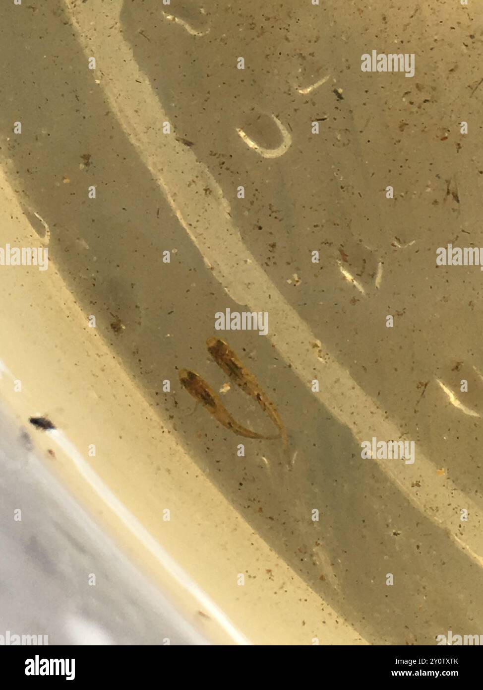 Least Killifish (Heterandria formosa) Actinopterygii Stock Photo - Alamy
