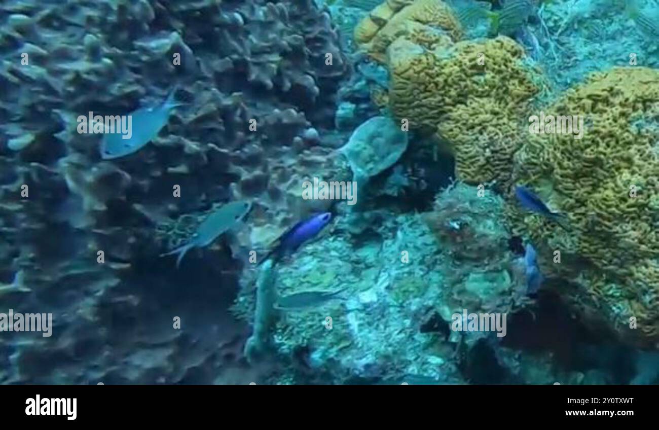 Brown Chromis (Azurina multilineata) Actinopterygii Stock Photo - Alamy