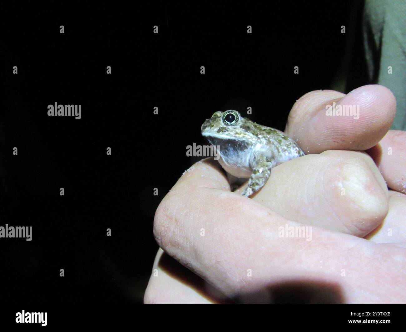 Cape sand frog (Tomopterna delalandii) Amphibia Stock Photo - Alamy