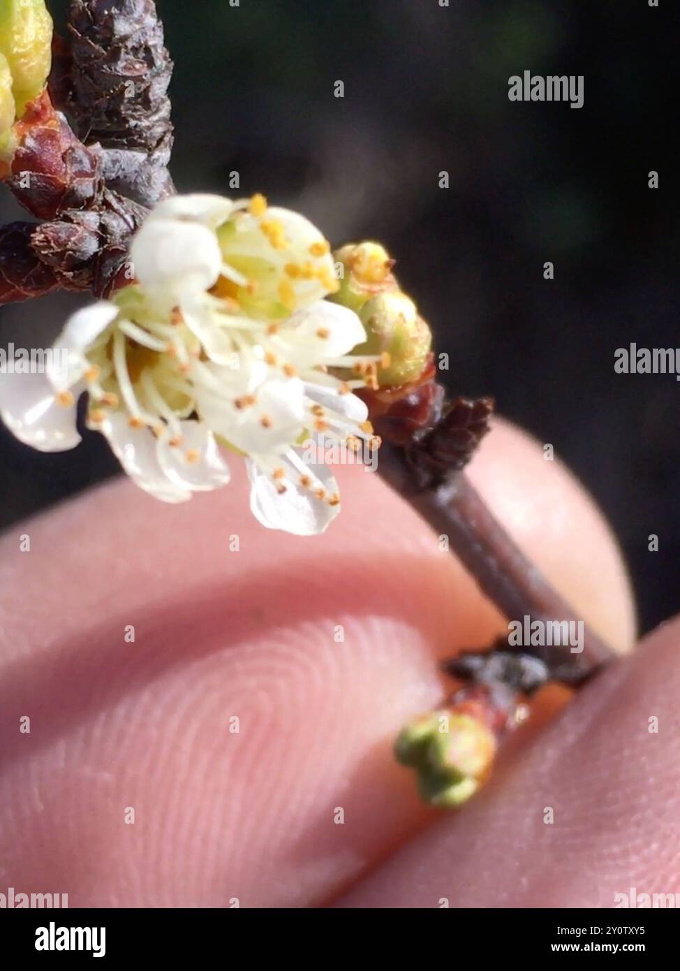 Chickasaw plum (Prunus angustifolia) Plantae Stock Photo - Alamy