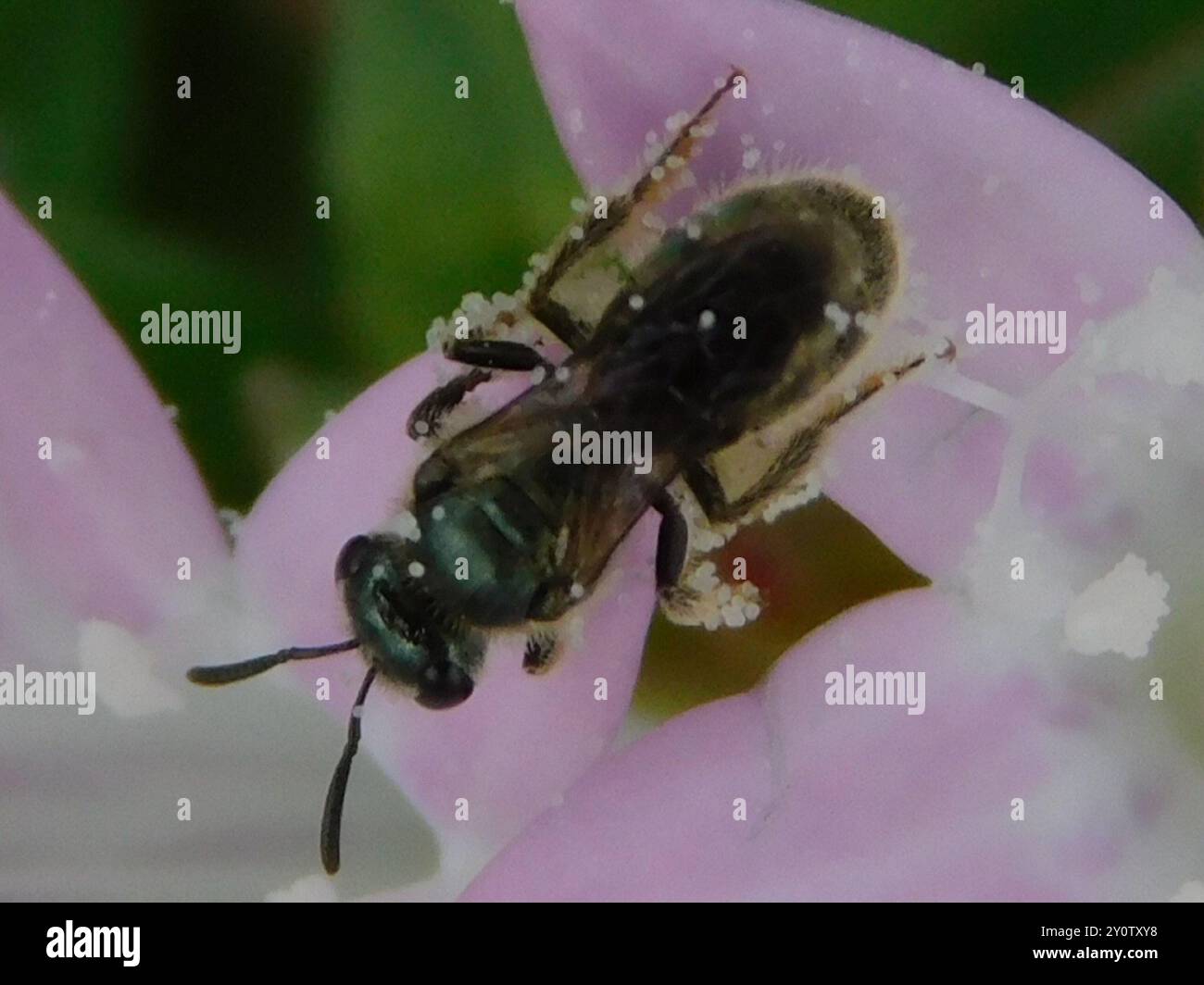 Metallic Sweat Bees (Dialictus) Insecta Stock Photo - Alamy