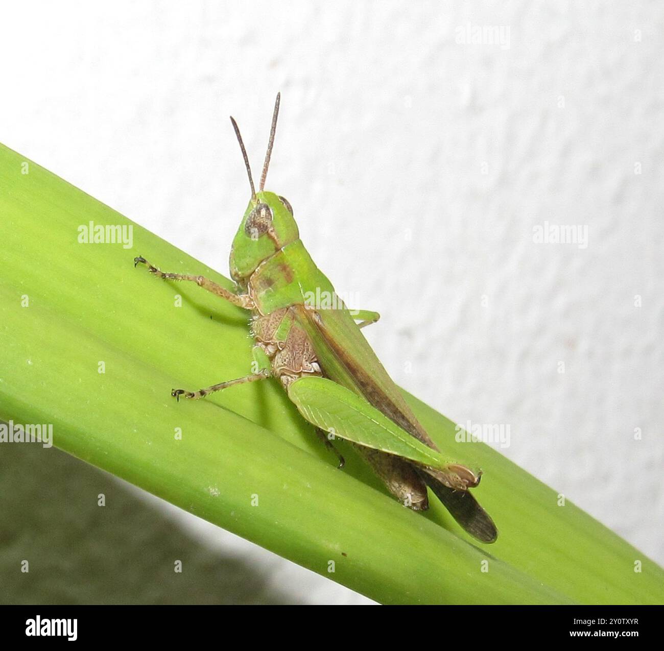 (Orphulella punctata) Insecta Stock Photo - Alamy