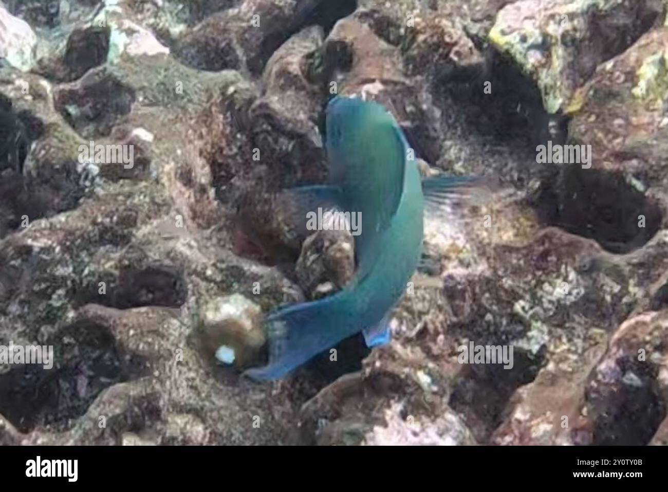 Parrotfishes (Scarini) Actinopterygii Stock Photo - Alamy