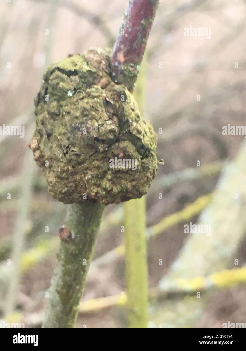 bacterial crown gall (Agrobacterium radiobacter Stock Photo - Alamy