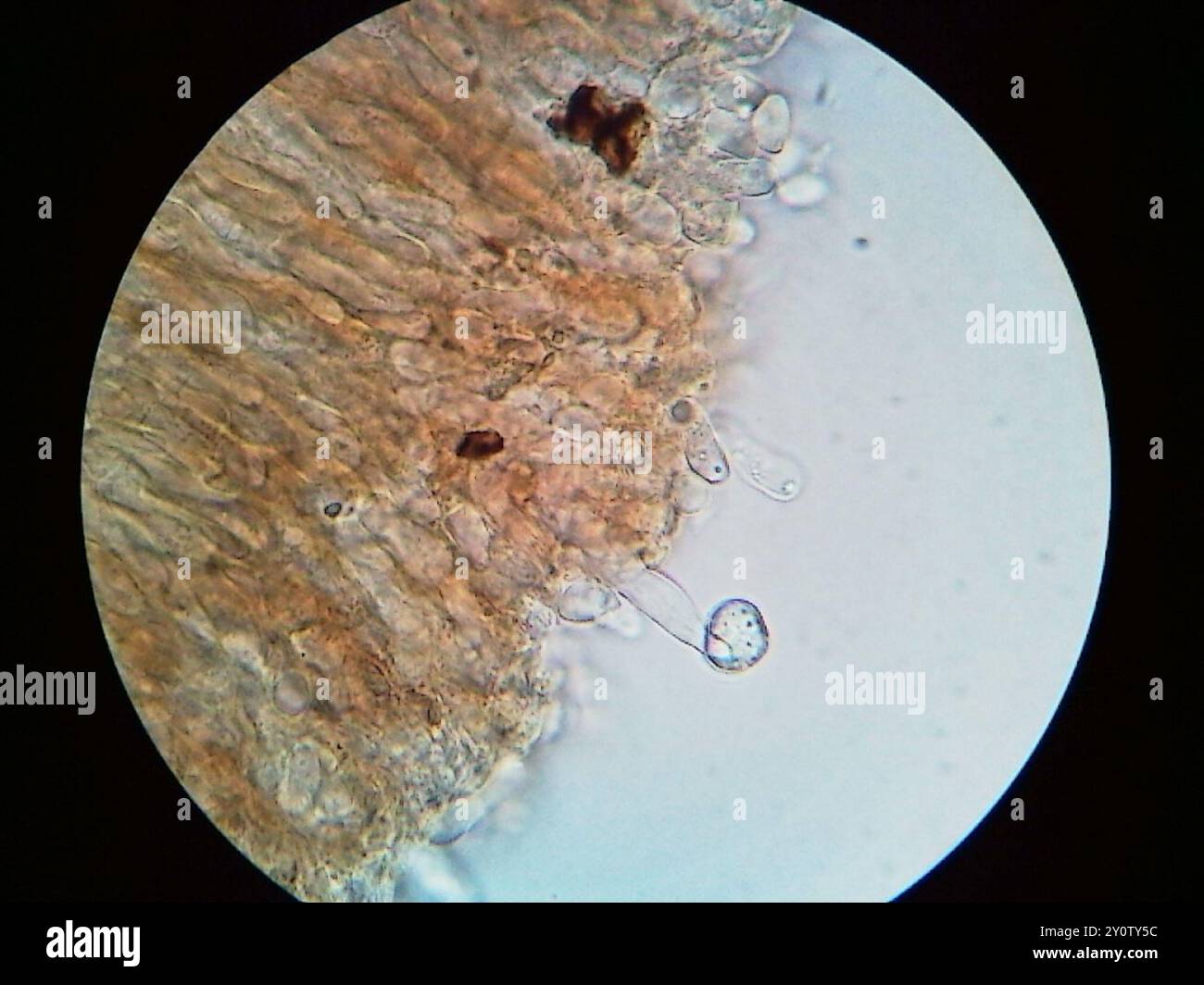 Cylindrobasidium hi-res stock photography and images - Alamy