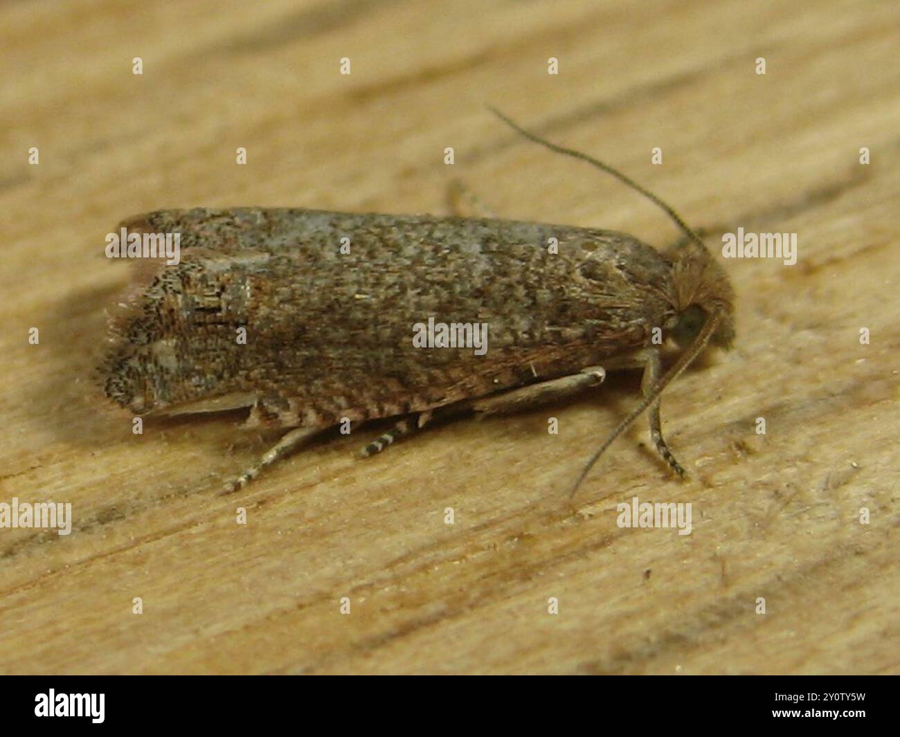 (Pelochrista vagana) Insecta Stock Photo - Alamy
