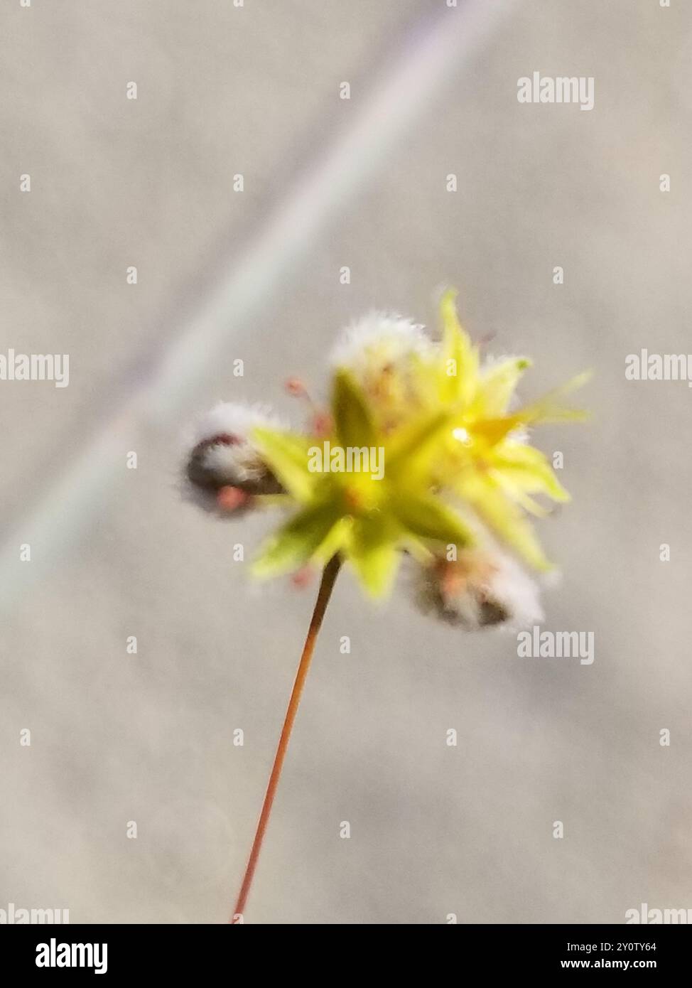 Desert Trumpet (Eriogonum inflatum) Plantae Stock Photo - Alamy