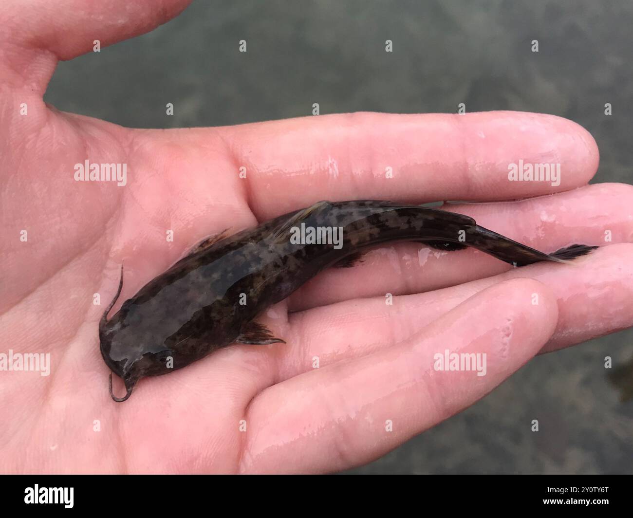 Flathead Catfish (Pylodictis olivaris) Actinopterygii Stock Photo - Alamy