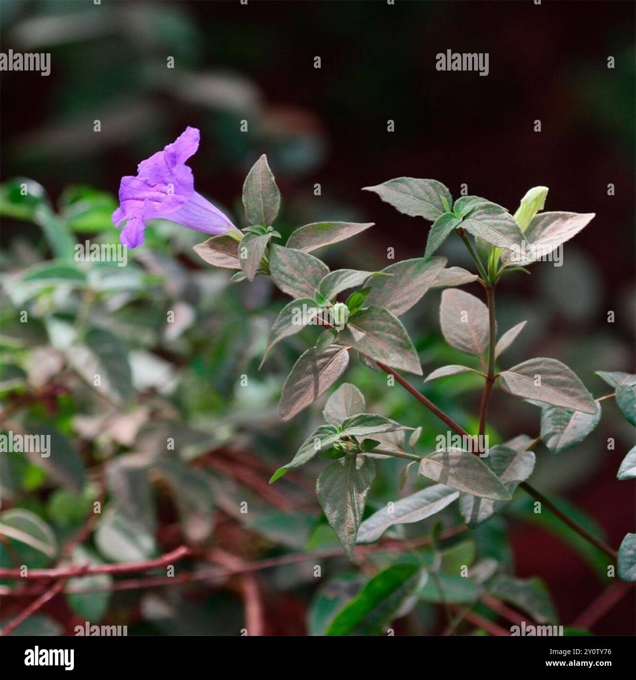 (Ruellia bahiensis) Plantae Stock Photo - Alamy