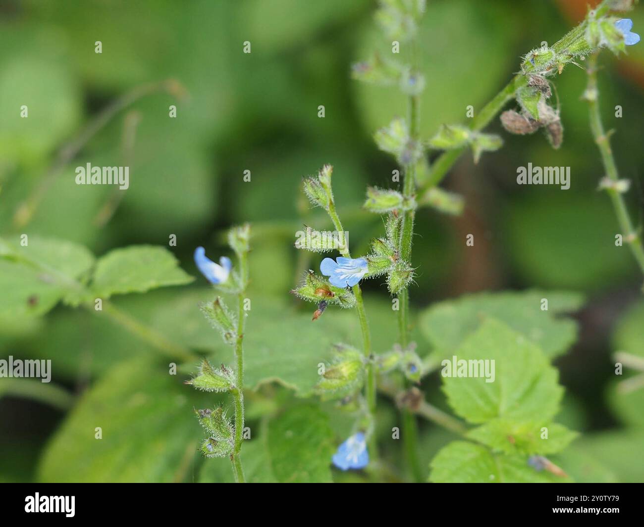 River sage (Salvia misella) Plantae Stock Photo - Alamy