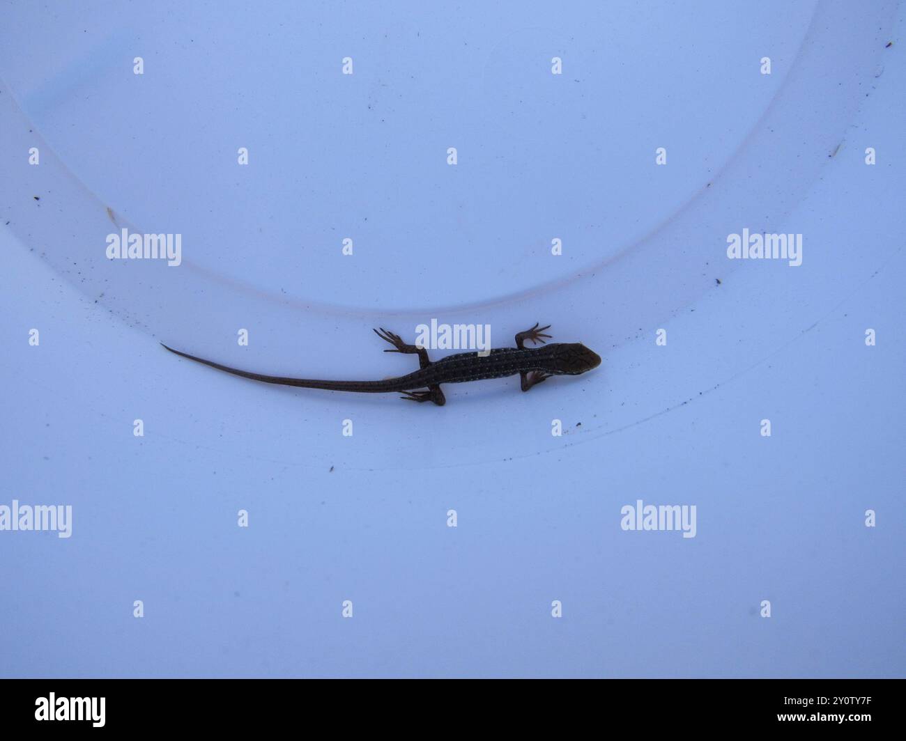 Cape Skink (Trachylepis capensis) Reptilia Stock Photo - Alamy