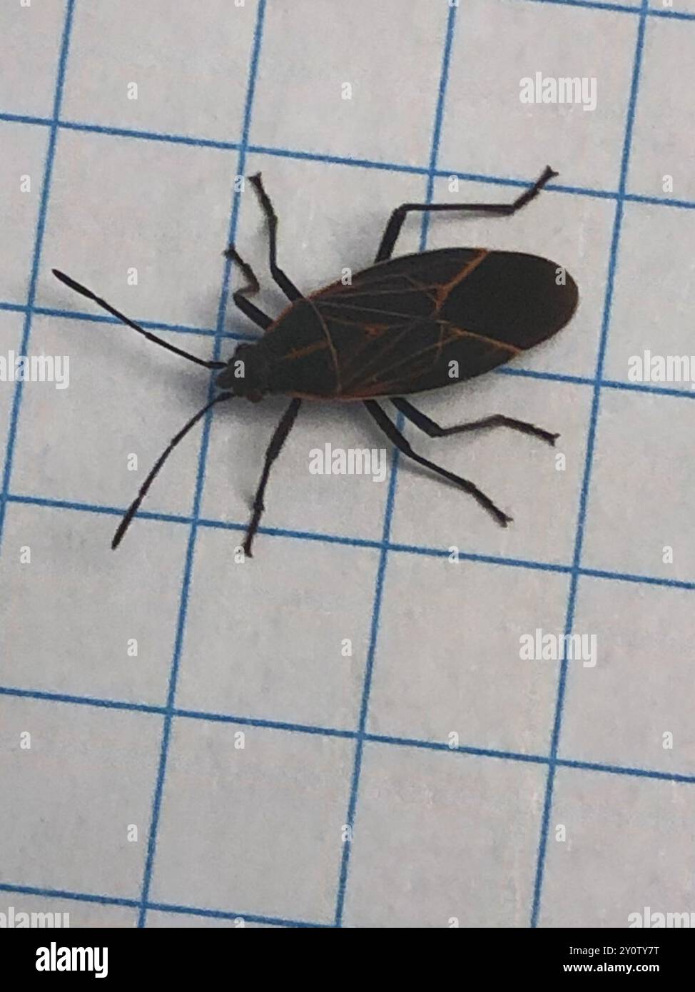 Western Boxelder Bug (Boisea rubrolineata) Insecta Stock Photo - Alamy