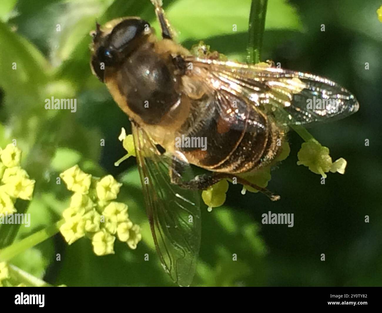 Common Drone Fly (Eristalis tenax) Insecta Stock Photo - Alamy