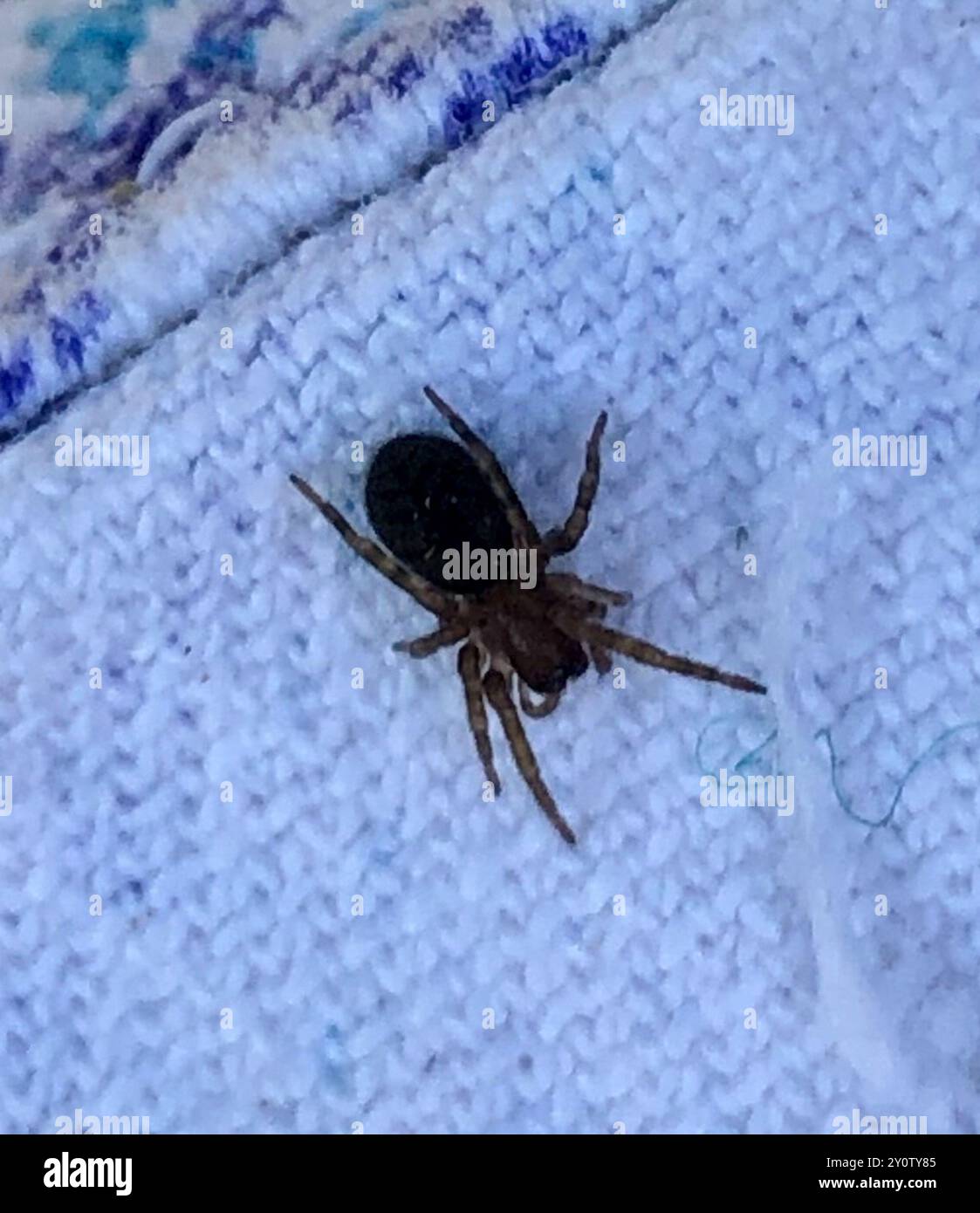 Typical Spiders (Araneomorphae) Arachnida Stock Photo - Alamy