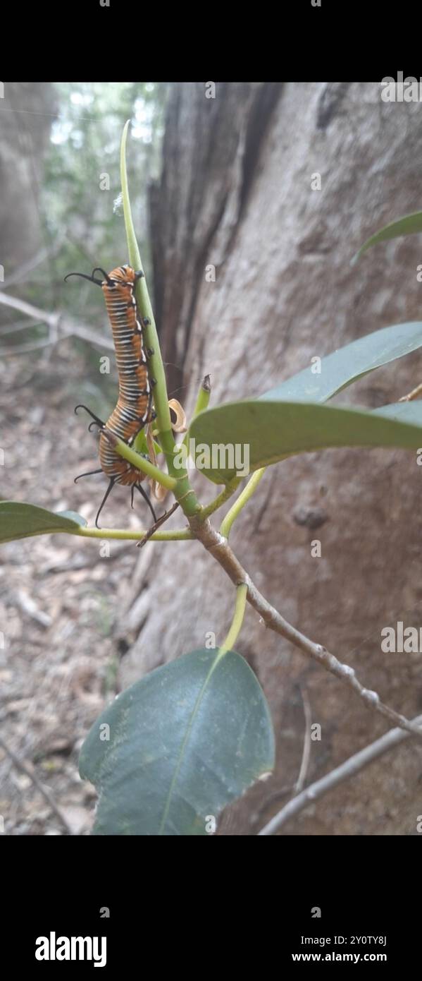 Common Crow Butterfly (Euploea core) Insecta Stock Photo - Alamy
