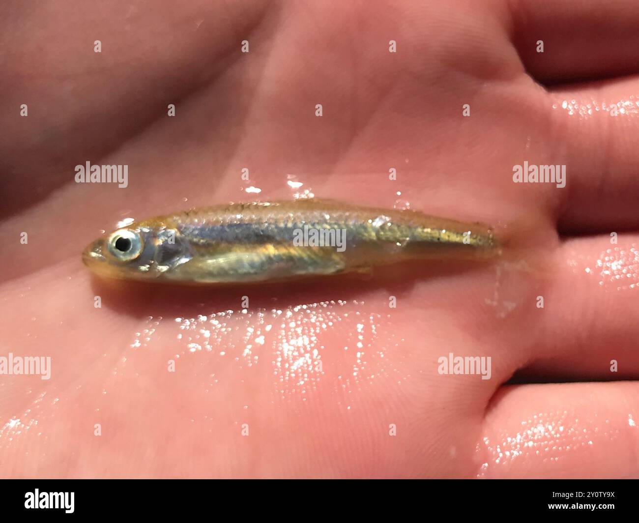 Texas Shiner (Notropis amabilis) Actinopterygii Stock Photo - Alamy