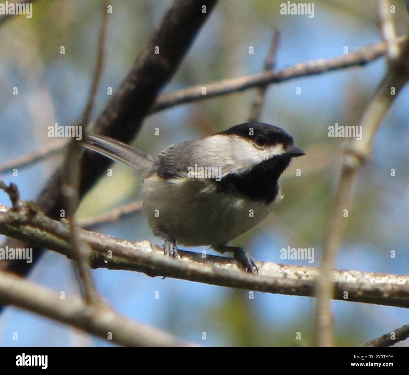 Carolina Chickadee (Poecile carolinensis) Aves Stock Photo - Alamy
