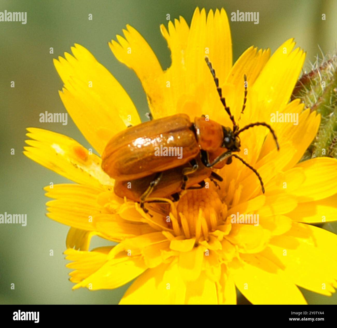 Daffodil Leaf-beetle (Exosoma lusitanicum) Insecta Stock Photo - Alamy
