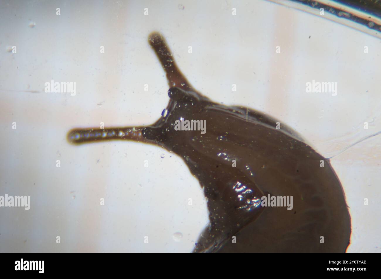 Smooth Land Slugs (Deroceras) Mollusca Stock Photo - Alamy