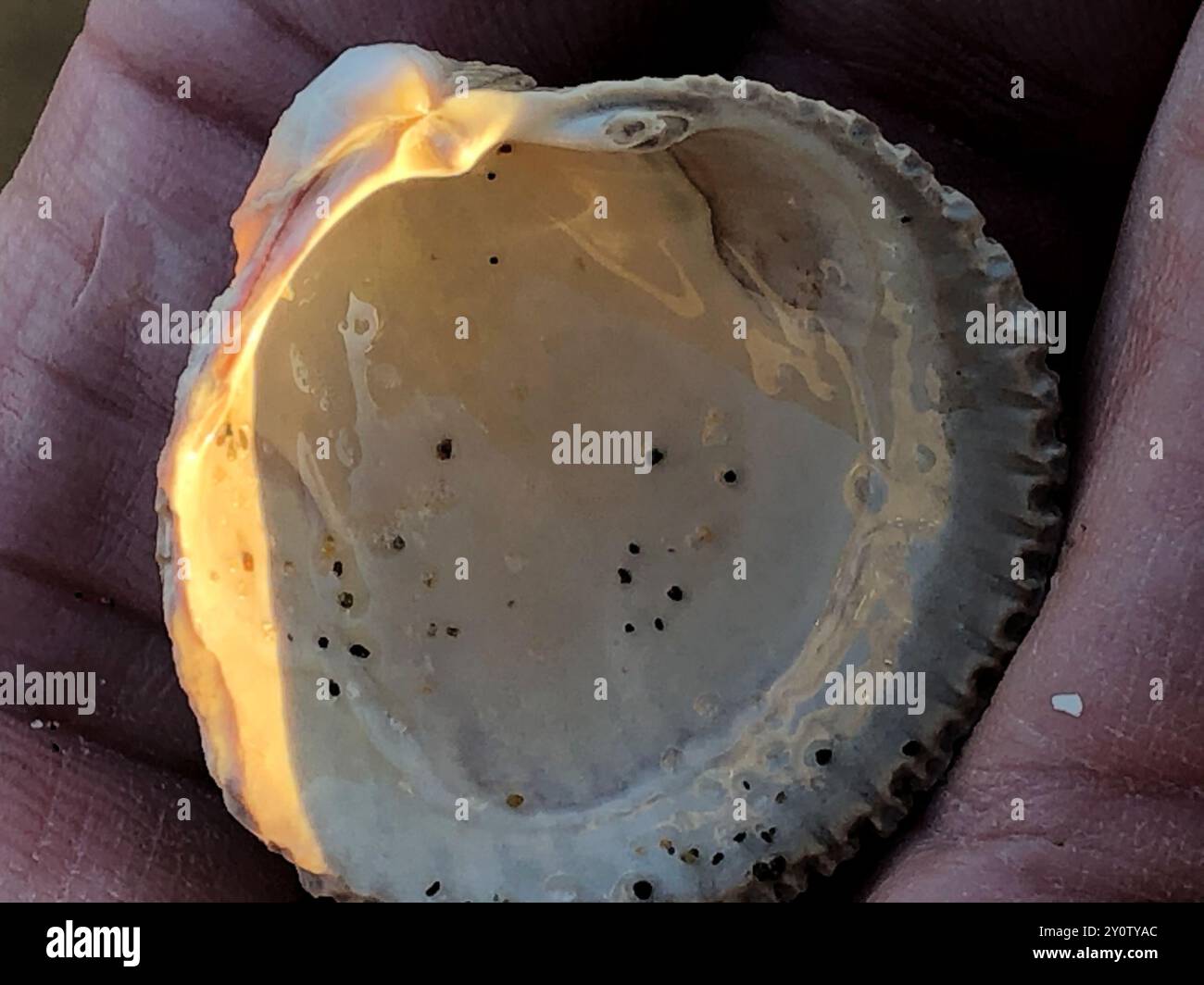 Nuttall's Cockle (Clinocardium nuttallii) Mollusca Stock Photo - Alamy